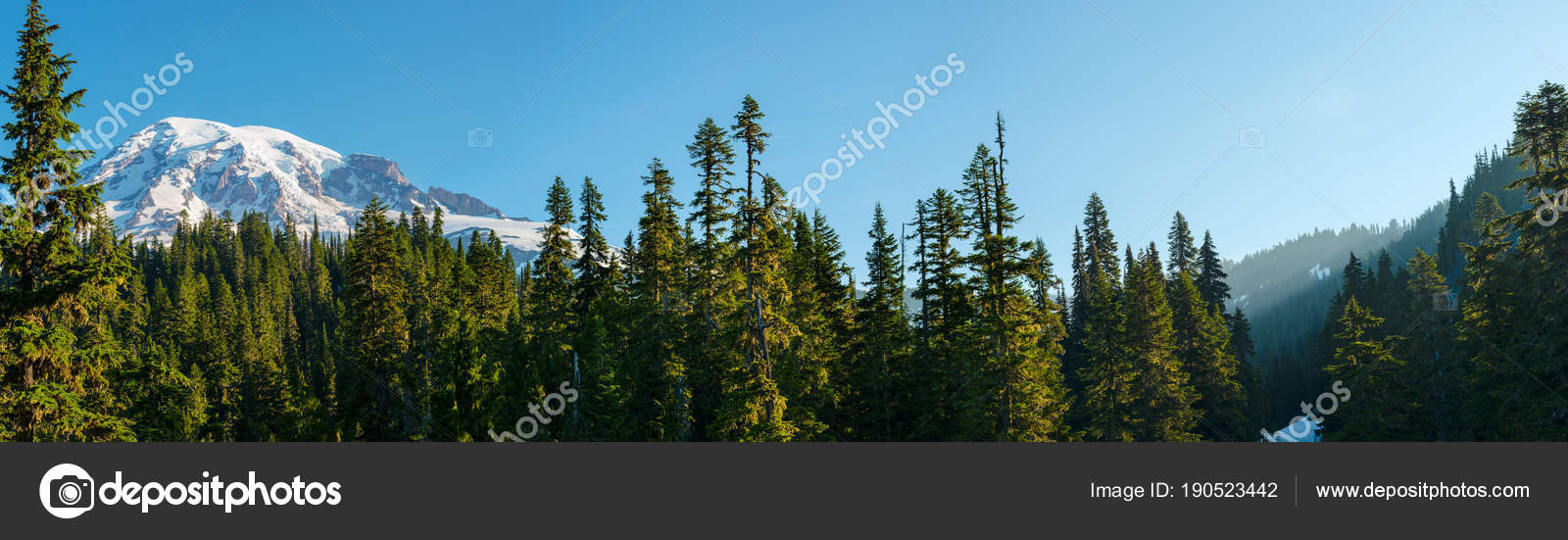 Forest Mount Rainier Mount Rainier National Park Washington State Usa ...