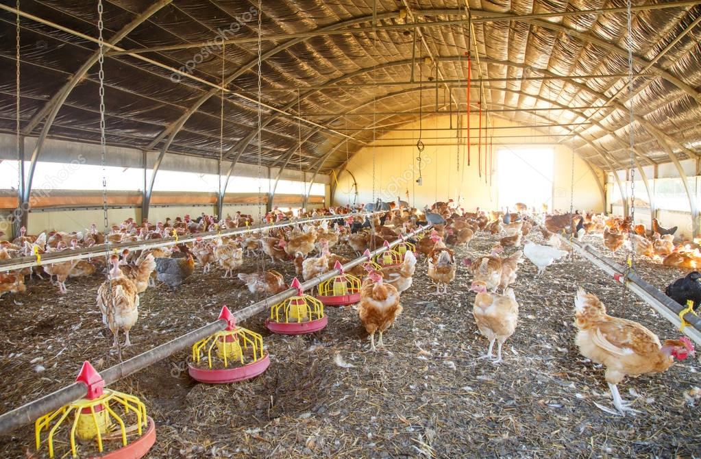Crianza ecológica de pollos en sus refugios 2024