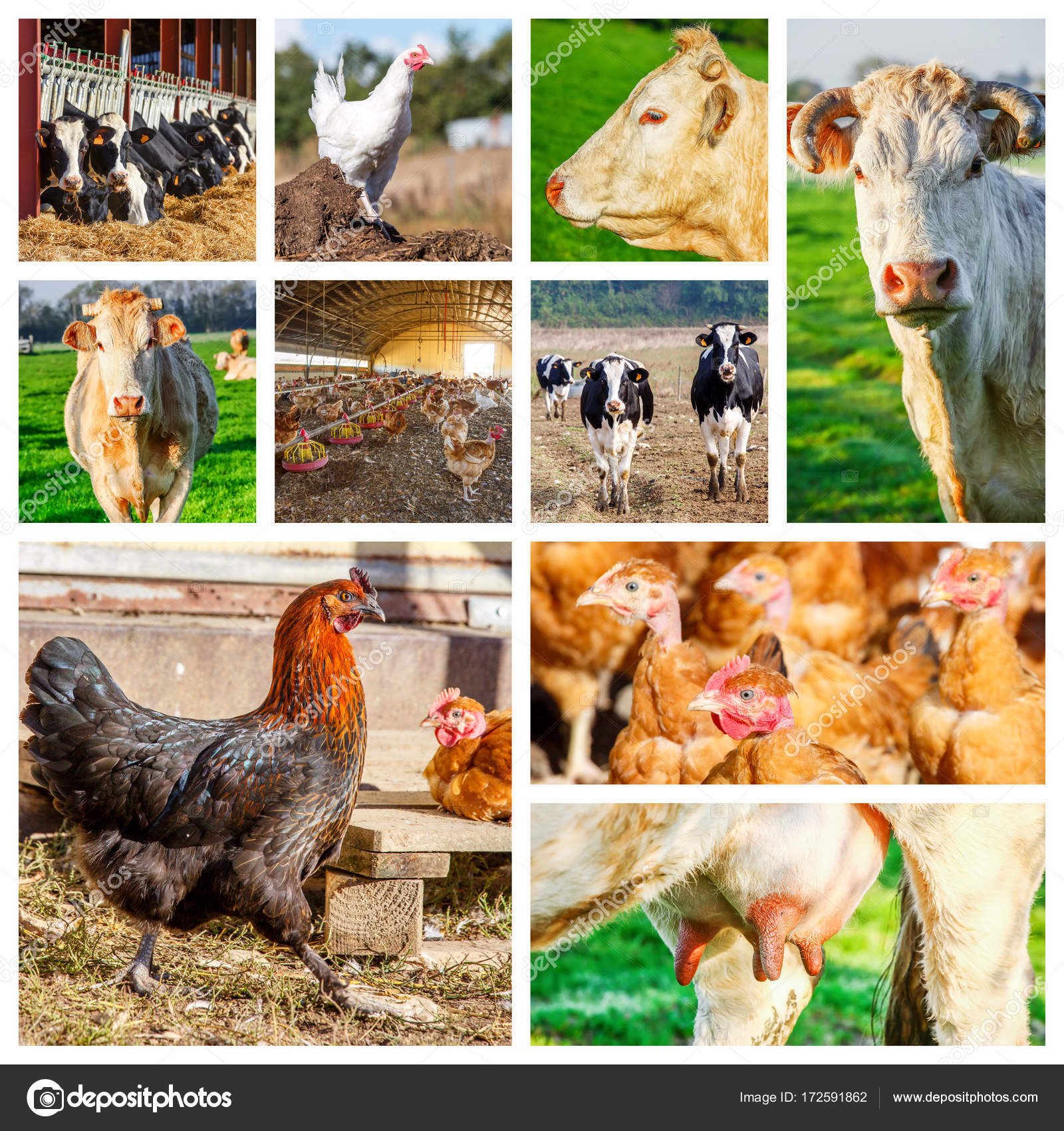 Domestic Animals Collage