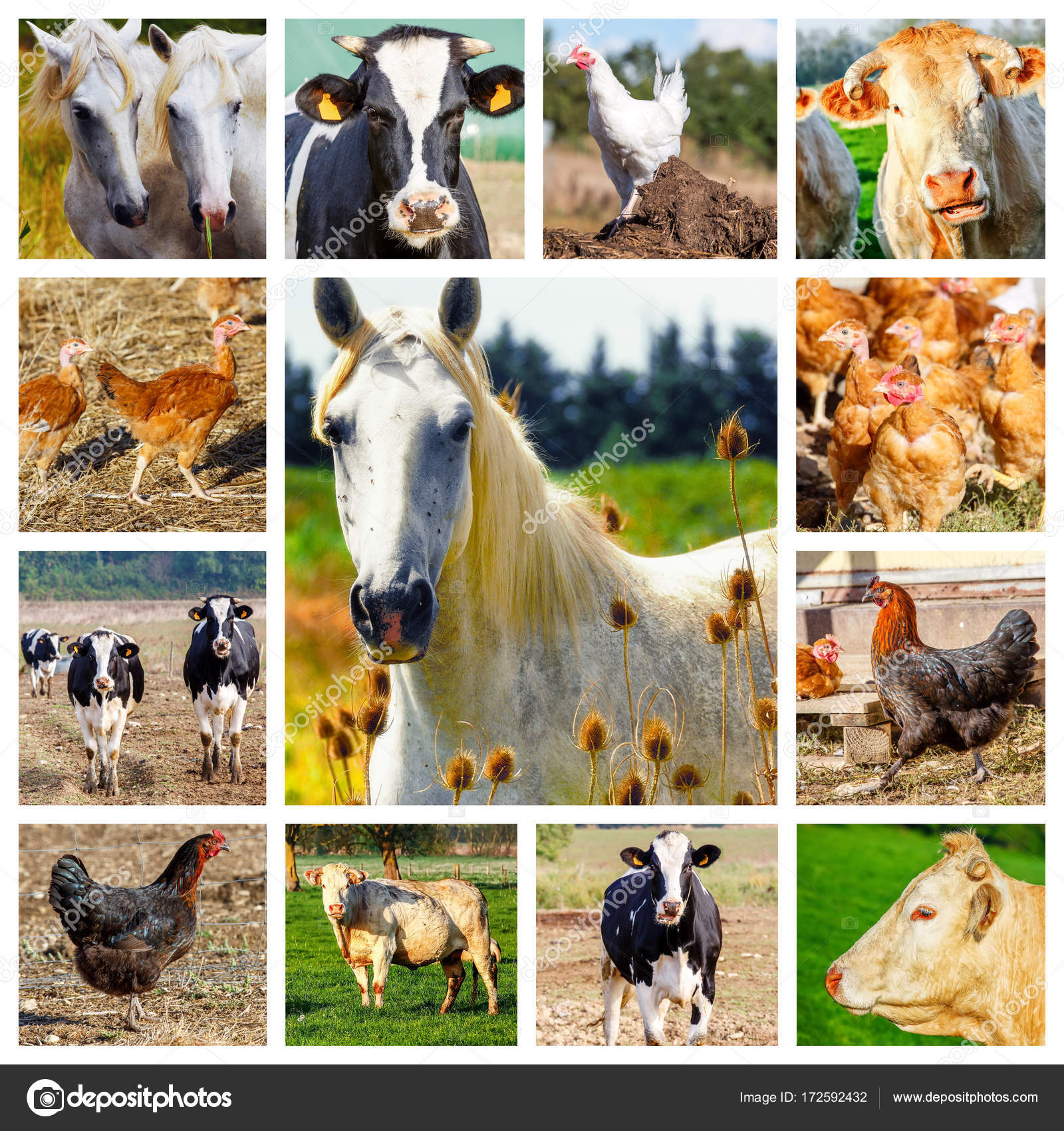 Real Farm Animals Collage