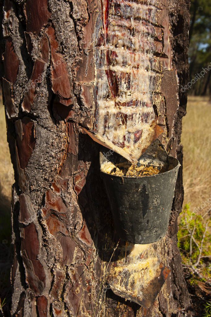 Resin tapping pine trees for ' liquid gold ' > General Discussion ...
