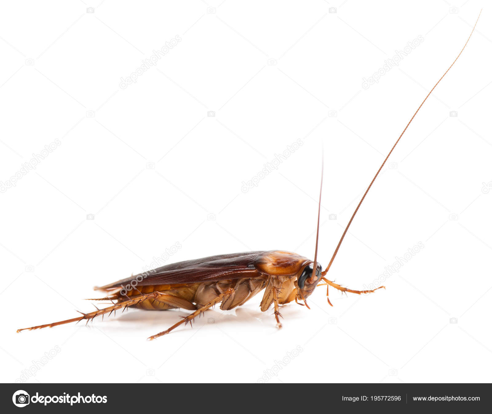 American Cockroach Periplaneta Americana Large Size Long Mustache Wings ...