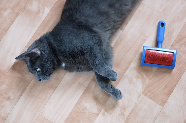 Handyman cat Stock Photos, Royalty Free Handyman cat Images | Depositphotos