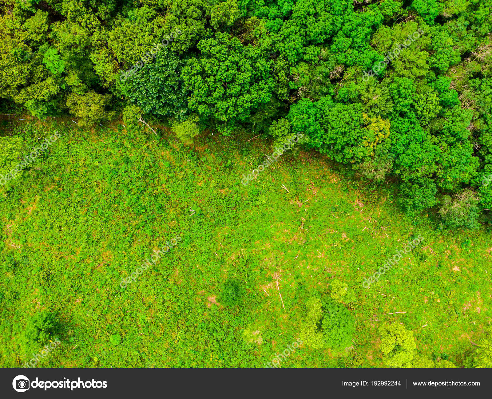 Aerial view of forest | Beautiful aerial view of nature trees in the forest — Stock Photo ...