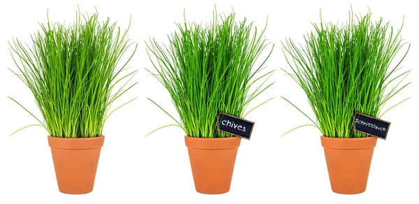 Row Peppermint Herbs Pots Isolated White Background Stock Photo by ...