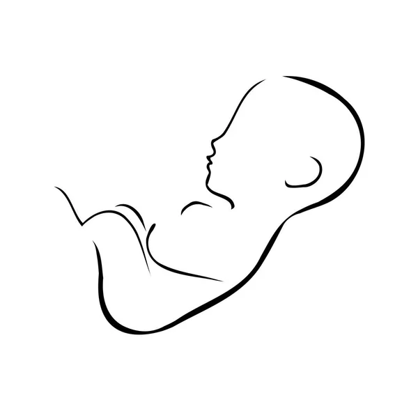 Dibujo del feto dentro del útero de la madre 2024