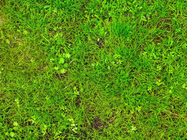 Grass ground Stock Photos, Royalty Free Grass ground Images | Depositphotos