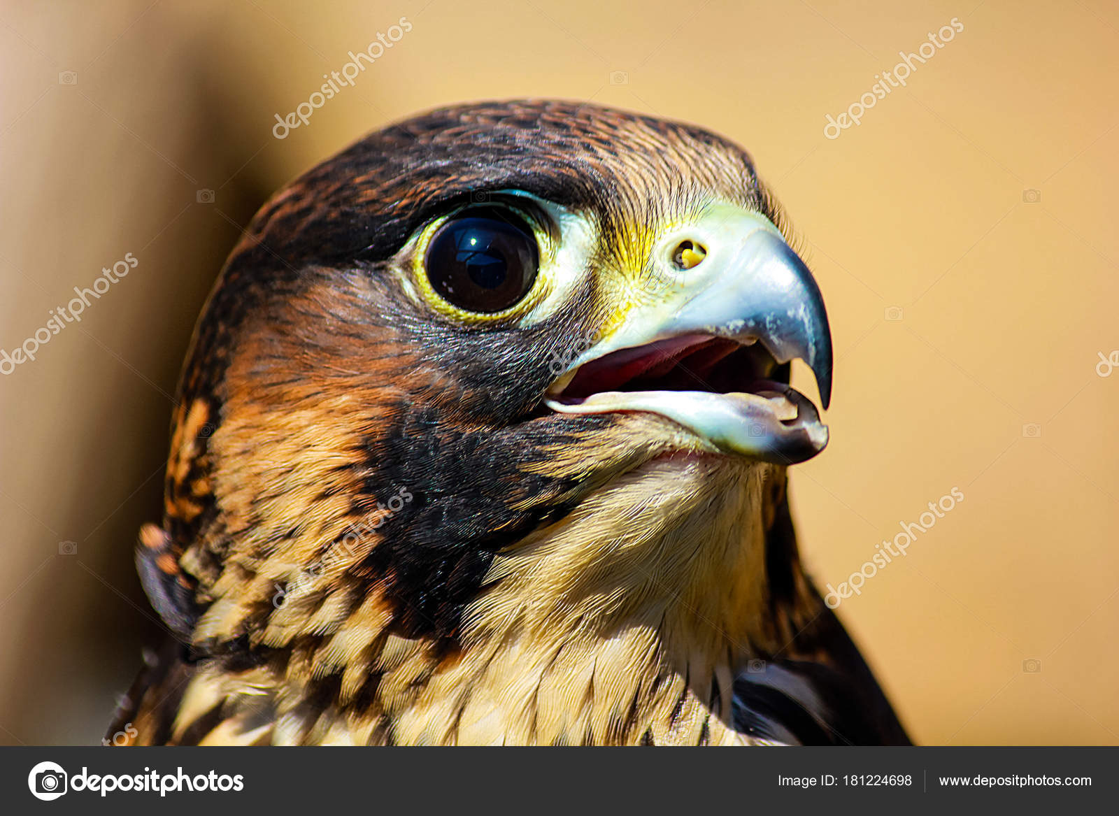 Beautiful Elegant Predator Bird Lurking His Victi — Stock Photo ...