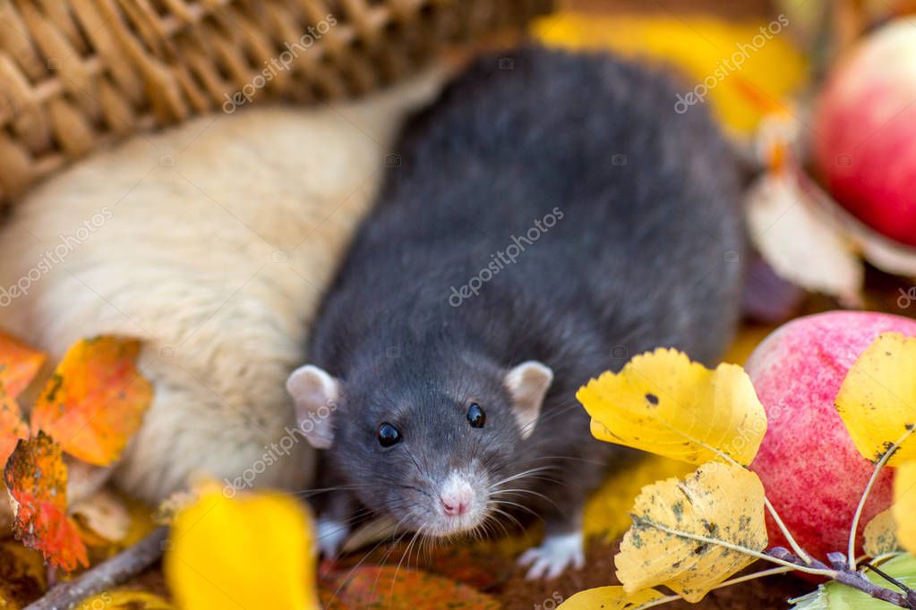 La rata blanca es el s mbolo de 2020. Decorativo mano tipo lindo rata 2024