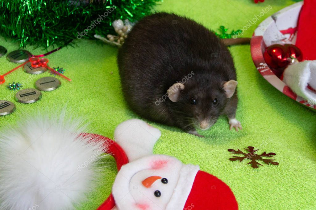 Retrato de una rata negra en Navidad. El año nuevo es el año de la Rata ...
