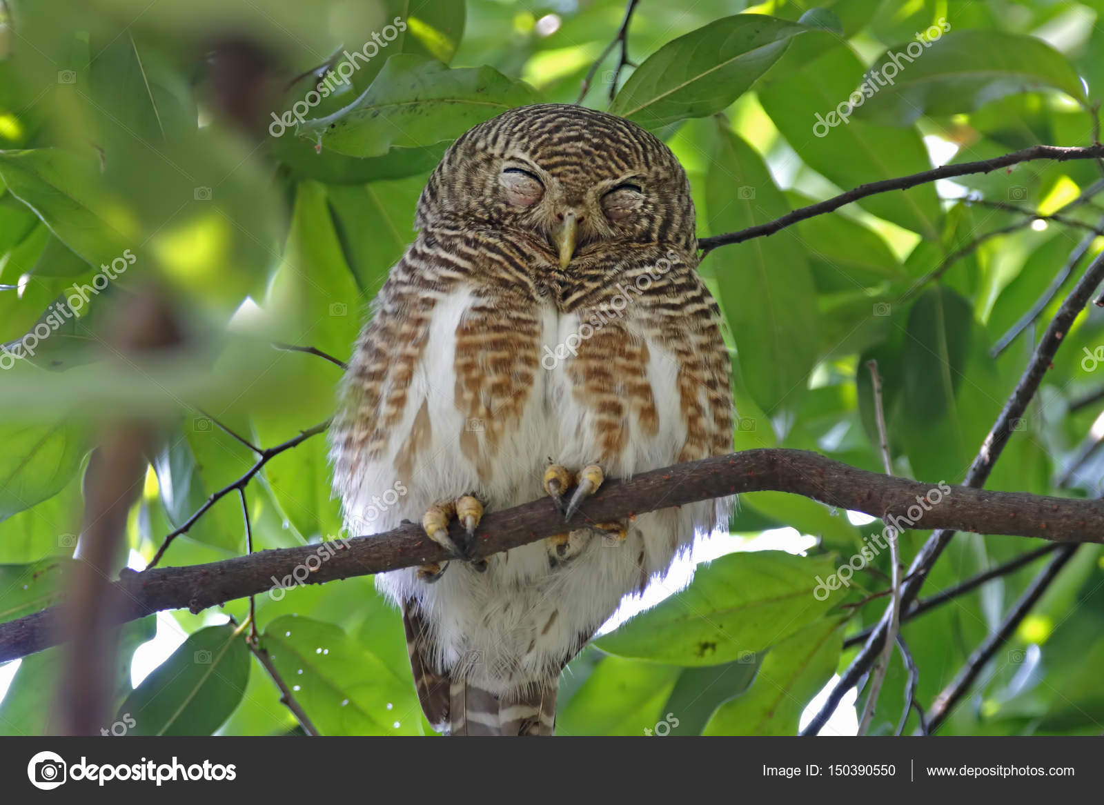 Asian barred owlet Glaucidium cuculoides Birds Sleeping — Stock Photo ...