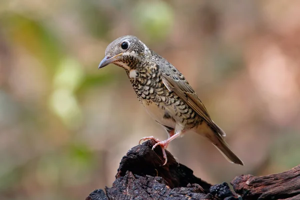 White-throated Rock Thrush Monticola gularis Beautiful Female Birds of ...