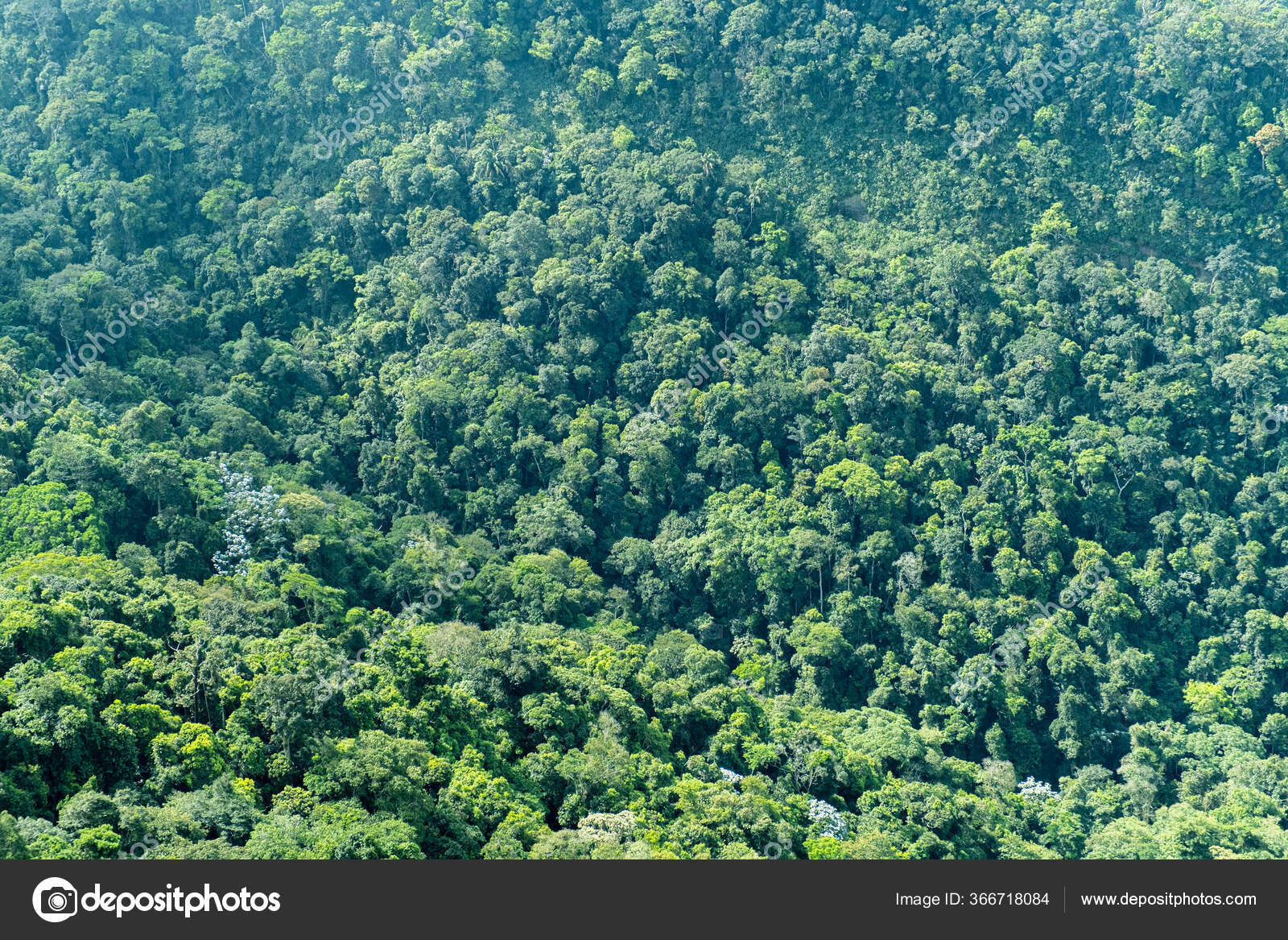 Top View Large Forest Brazil Texture Various Trees — Stock Photo ...