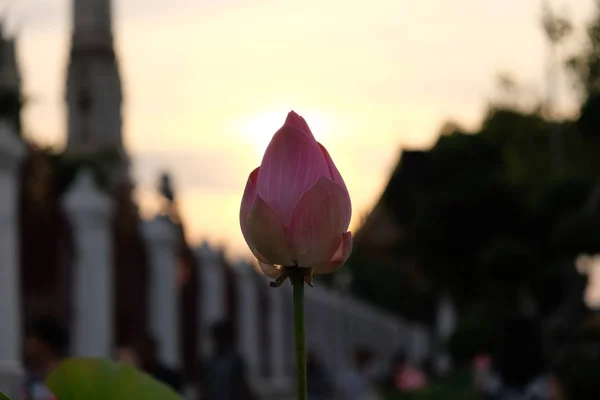 Ablution flower Stock Photos, Royalty Free Ablution flower Images ...