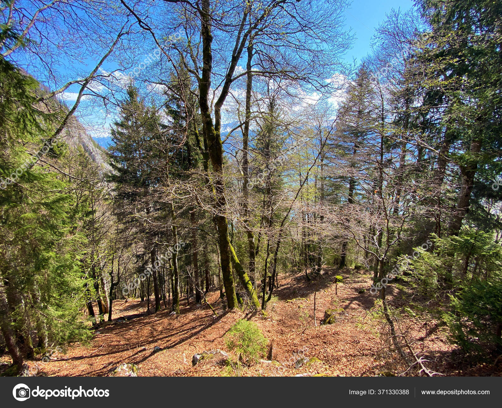 Mixed Forests Deciduous Evergreen Trees Early Spring Slopes Churfirsten ...