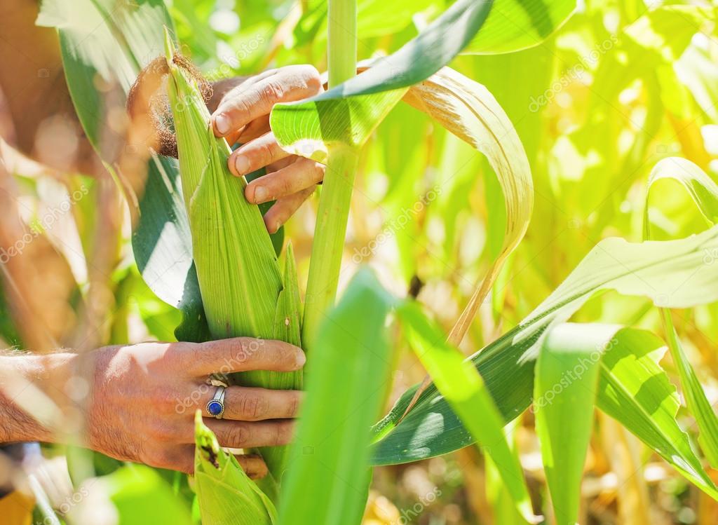 Hands picking corn from plant — Stock Photo © apid #127992098