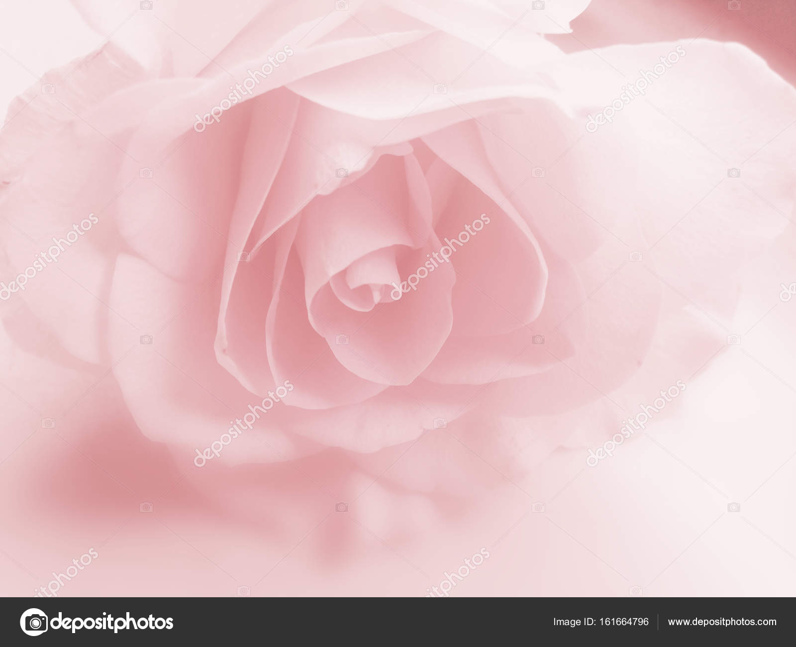 Fondo Rosa Suave 100+] Fondos De Fotos De Rosa Suave | Wallpapers.com