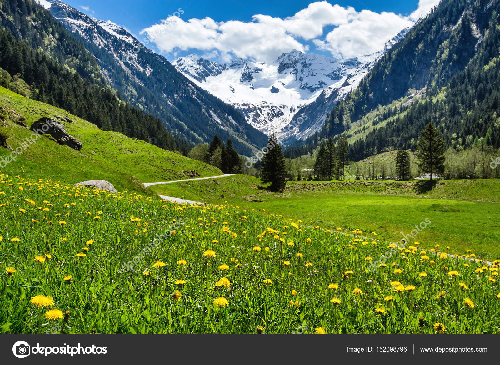 Amazing alpine spring summer landscape with green meadows flowers and ...