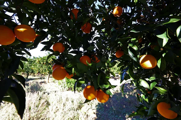Orange orchard Stock Photos, Royalty Free Orange orchard Images ...
