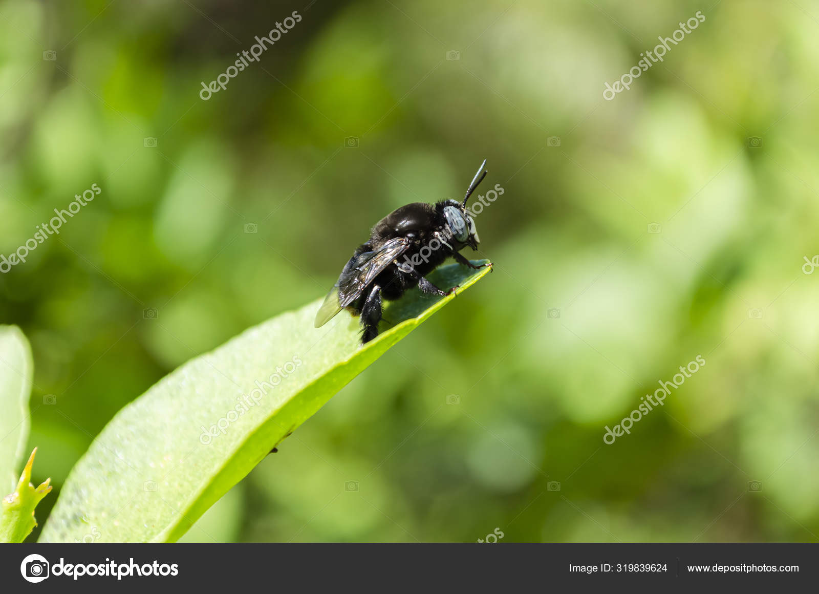 Adaxial Side Entire Margin Leaf Key Lime Tree Closeup Black ⬇ Stock ...
