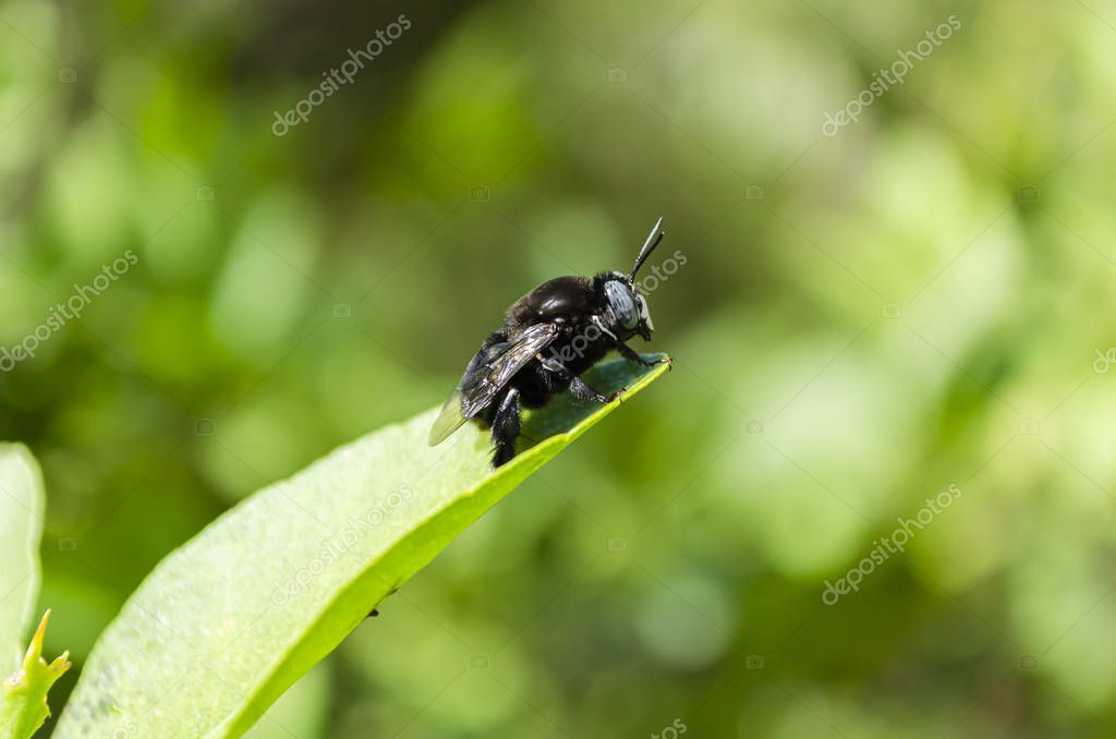En el lado adaxial de toda una hoja de margen del árbol de lima clave ...