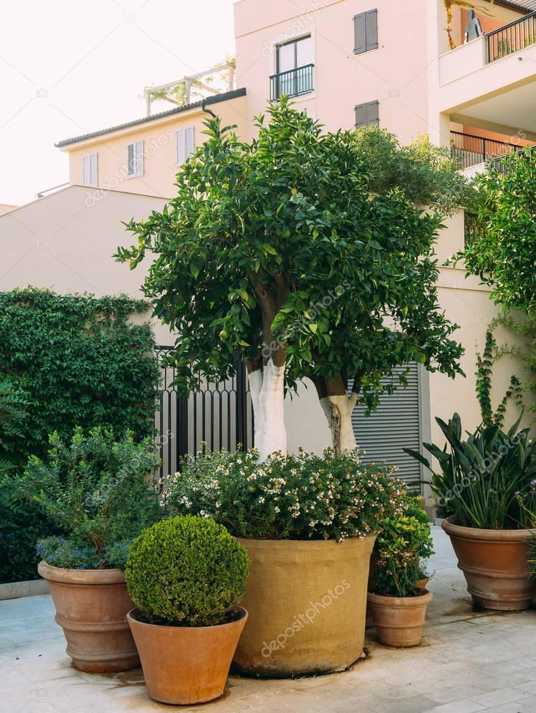 Un árbol en una olla. Pequeños árboles en macetas de arcilla 2022
