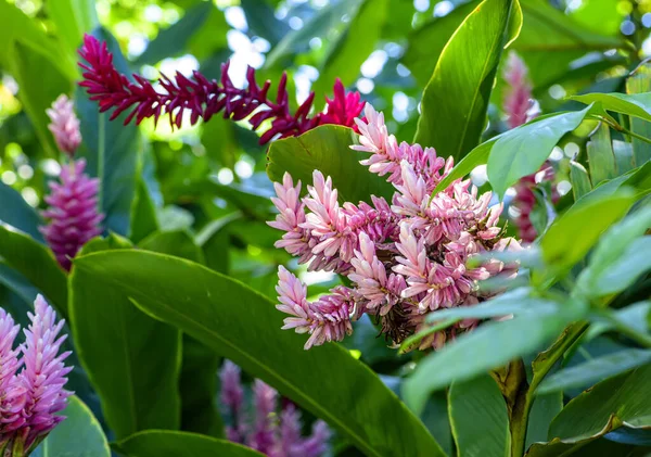 What Flowers Are Native To Puerto Rico | Best Flower Site