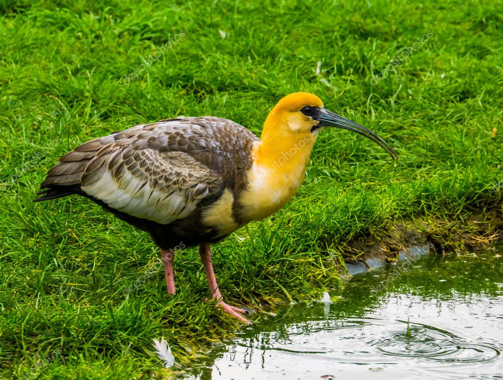 primer plano de un ibis de cara negra agua potable, especie de ave ...