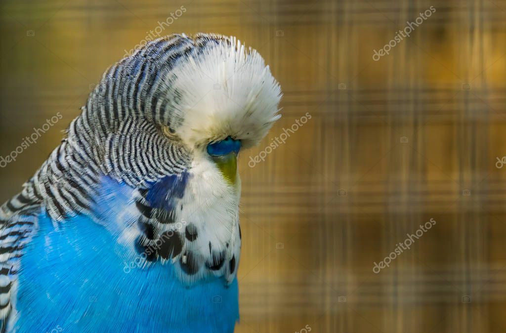periquito periquito azul y blanco con su cara en primer plano, especie ...
