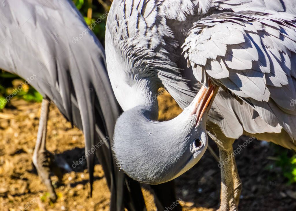 primer plano de una grúa azul paraíso acicalando sus plumas, especie de ...