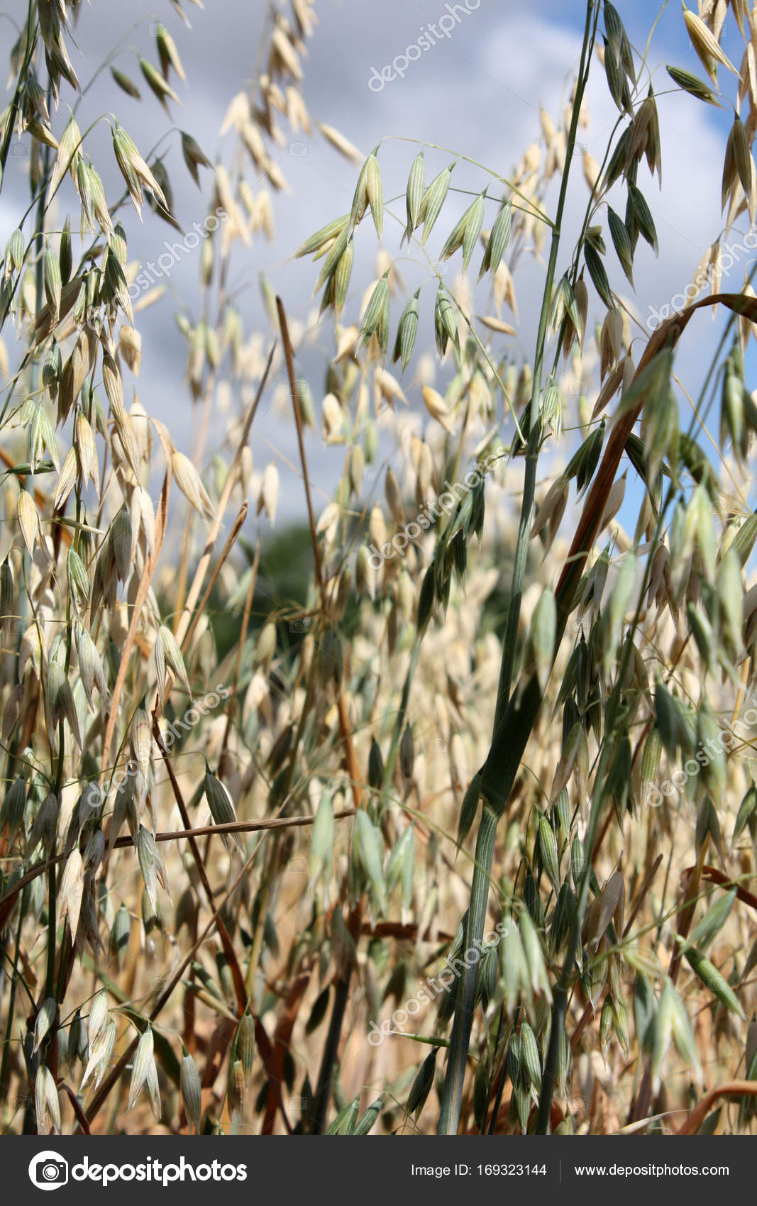 Golden oats field — Stock Photo © arilam #169323144