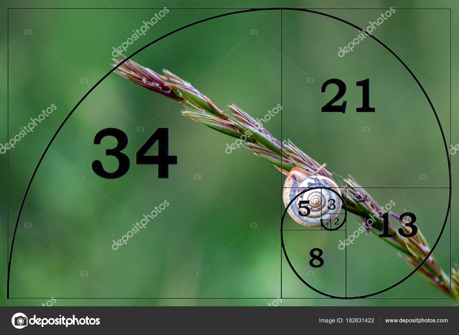 Fibonacci sequence Curvas matemáticas sobre caracol — Foto de stock #182631422 © izanbar