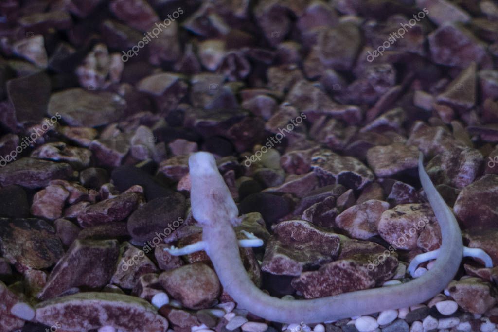 Salamandra rosa prehistórica ciega Proteus en agua de cuevas 2023