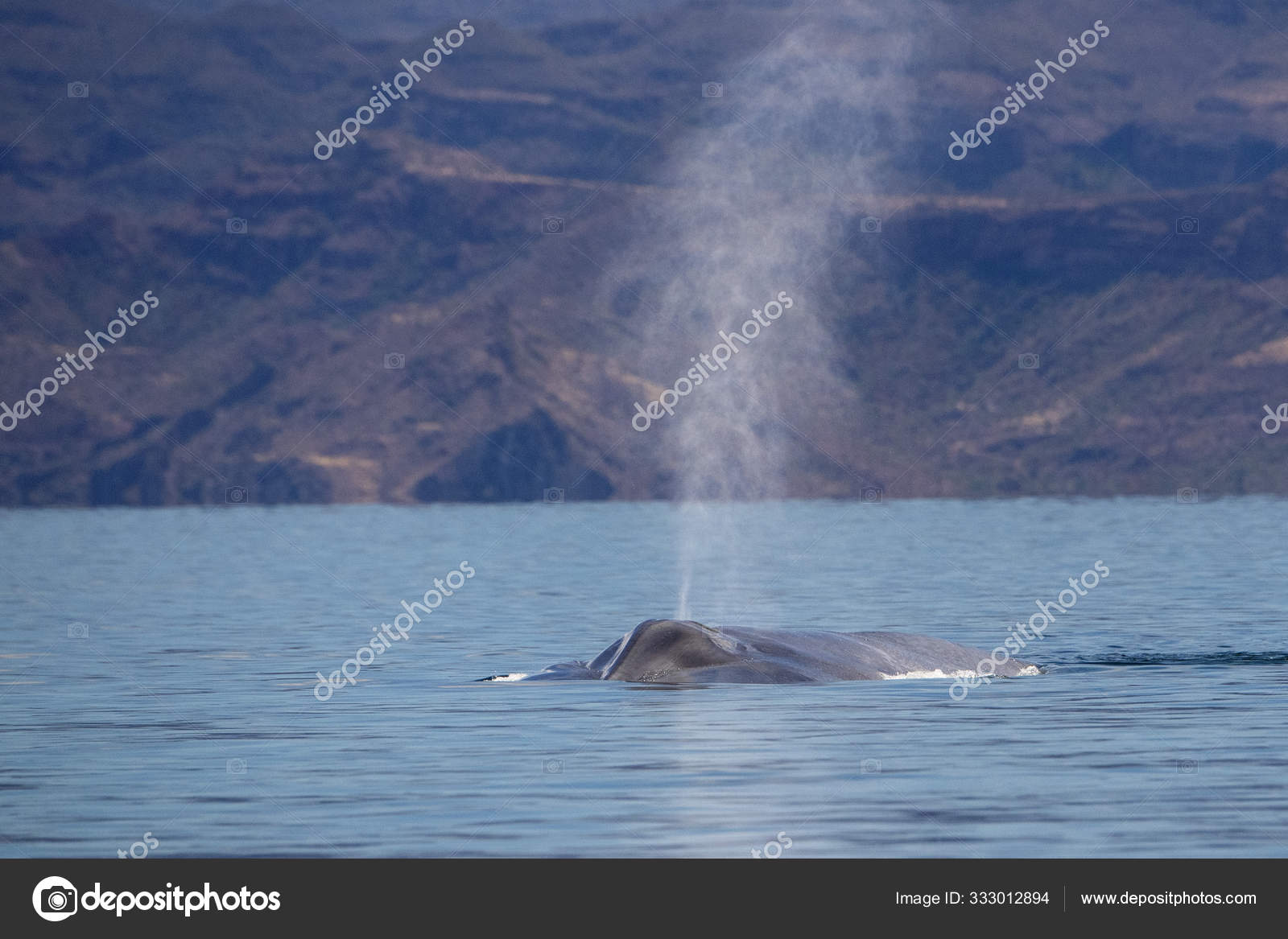 Avistamiento de ballenas azules en Baja California — Foto de stock ...