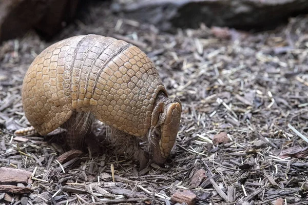 Armadillo de nariz larga Stock Photos, Royalty Free Armadillo de nariz ...
