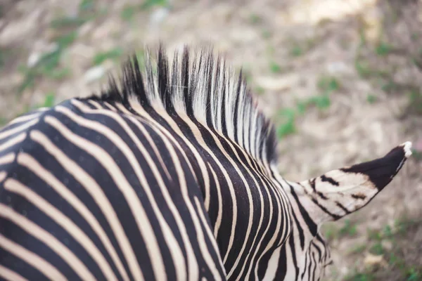 Zebra nose Stock Photos, Royalty Free Zebra nose Images | Depositphotos