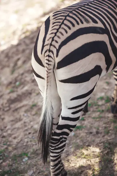 Zebra tail Stock Photos, Royalty Free Zebra tail Images | Depositphotos