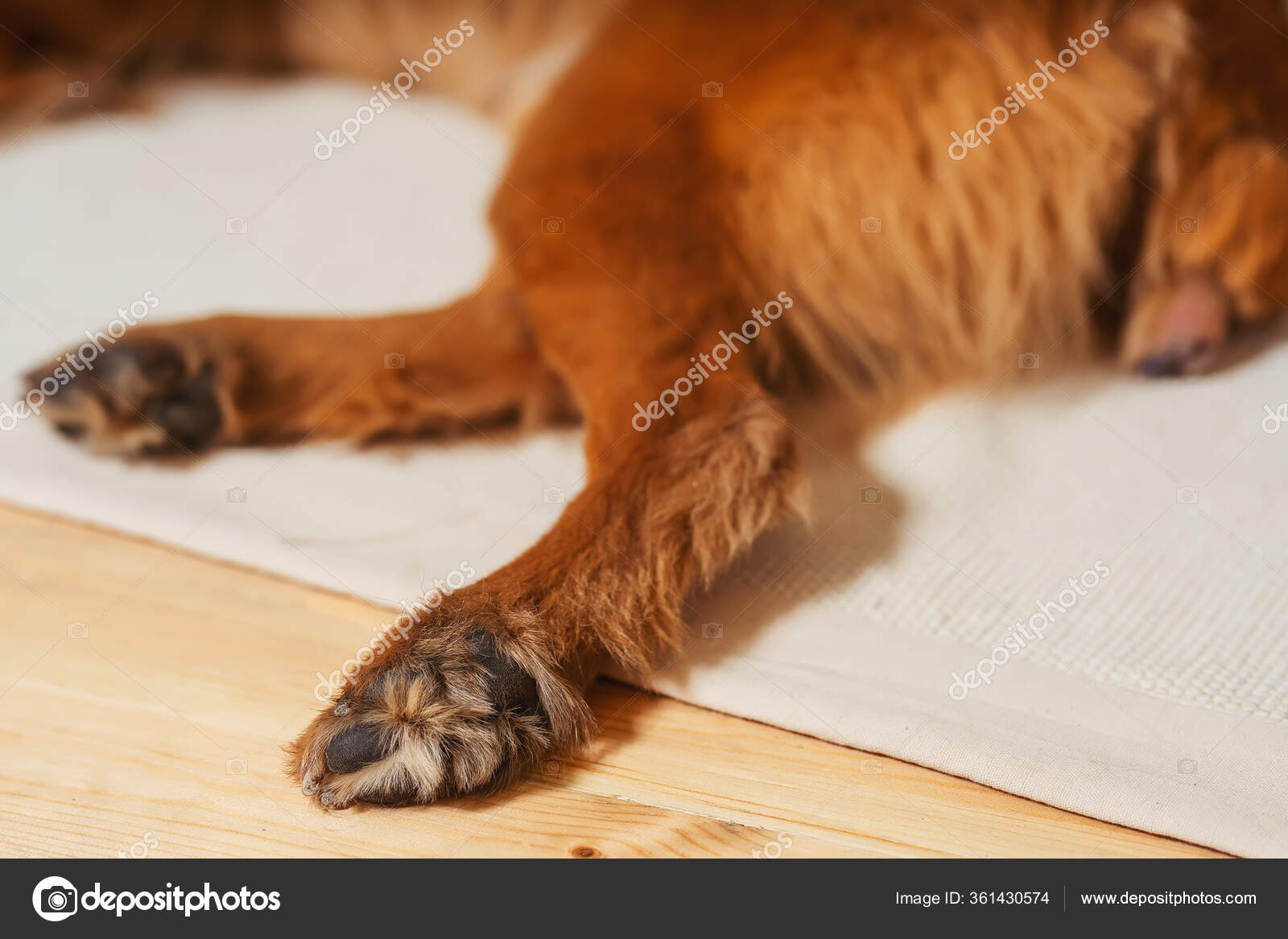 Paws Stray Dog Hind Legs Red Dog Close Hair Dog's — Stock Photo ...