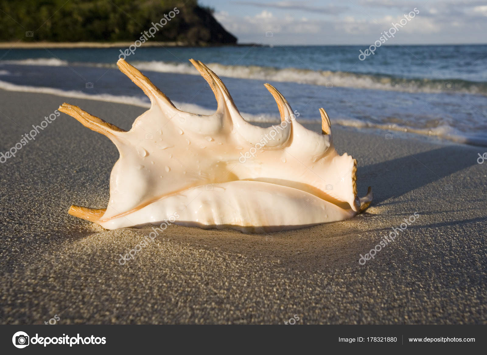 Seashell on a beach - Fiji - South Pacific — Stock Photo © Steve_Allen ...