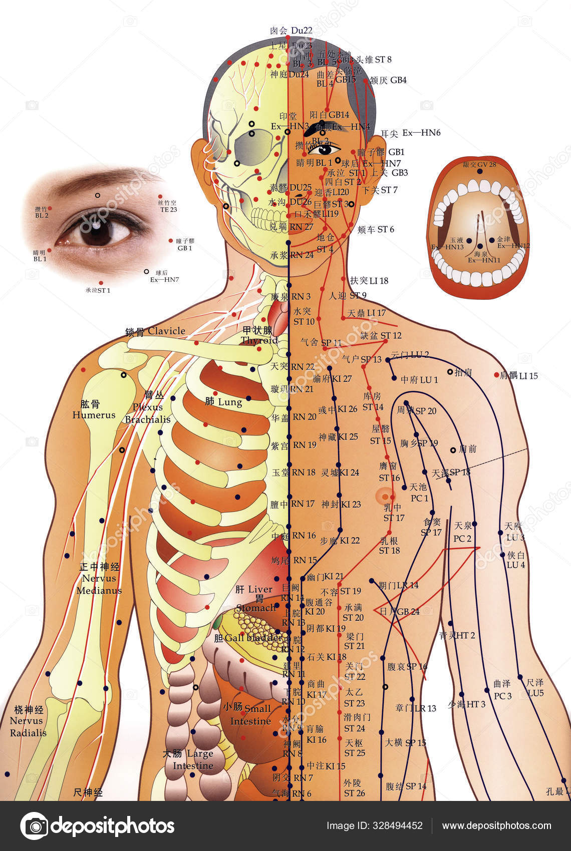 Alternative Medicine - Acupuncture Chart Stock Illustration by ©Steve ...