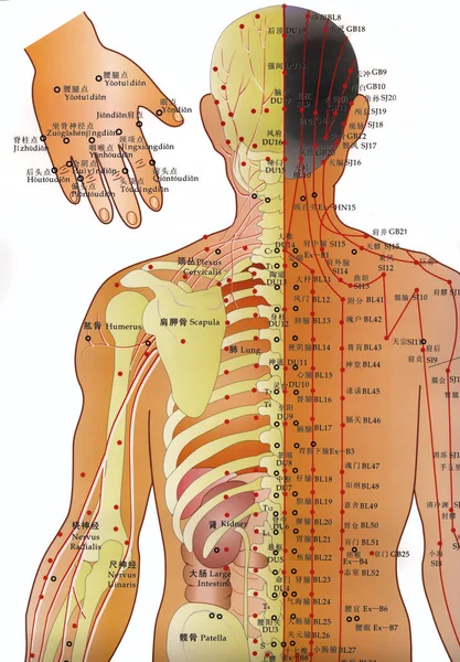 Acupuncture meridians chart Stock Photos, Royalty Free Acupuncture ...