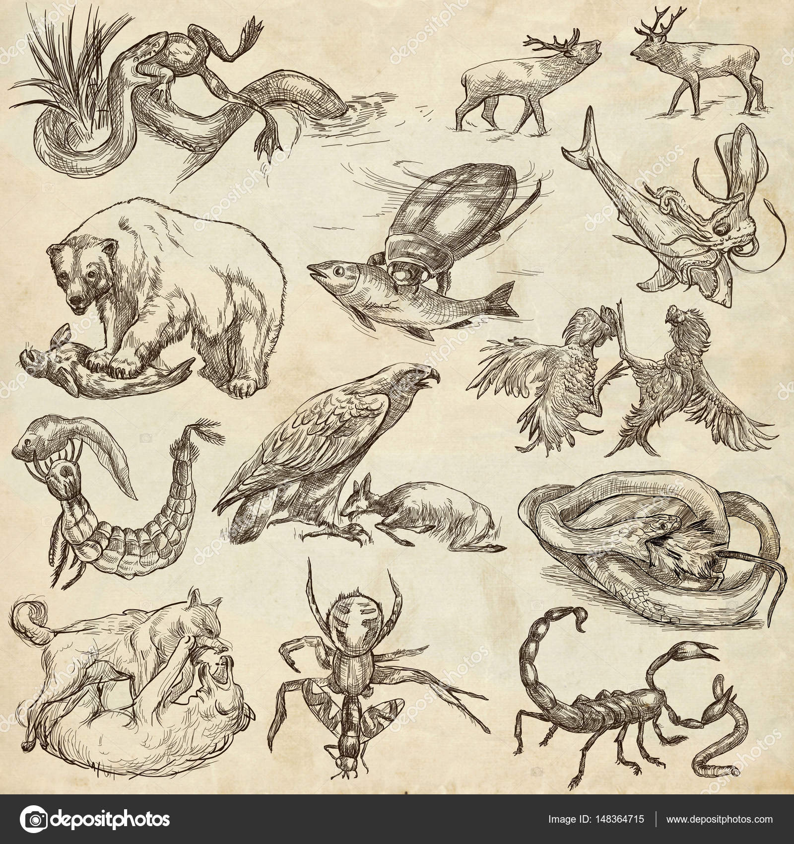 Animals in action, Predators - An hand drawn full sized illustra Stock ...