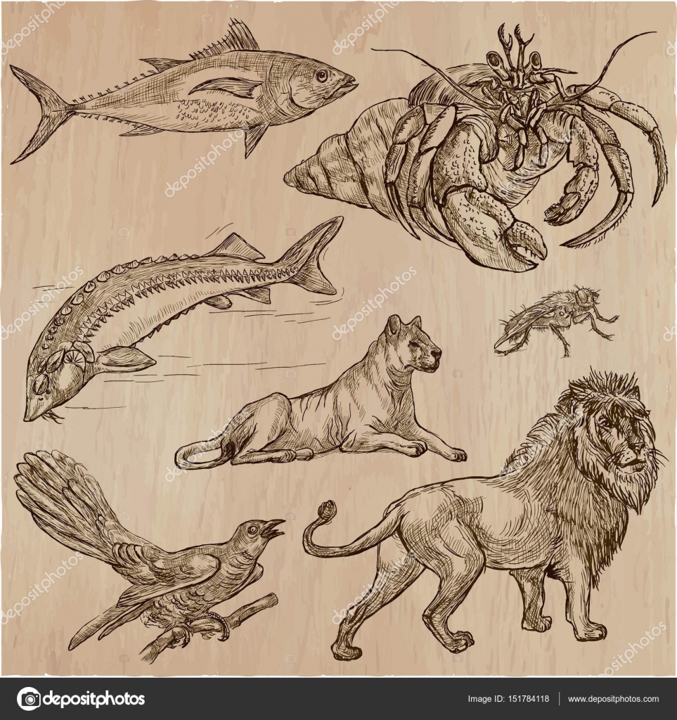 Animals - An hand drawn vector pack, line art Stock Vector Image by ...