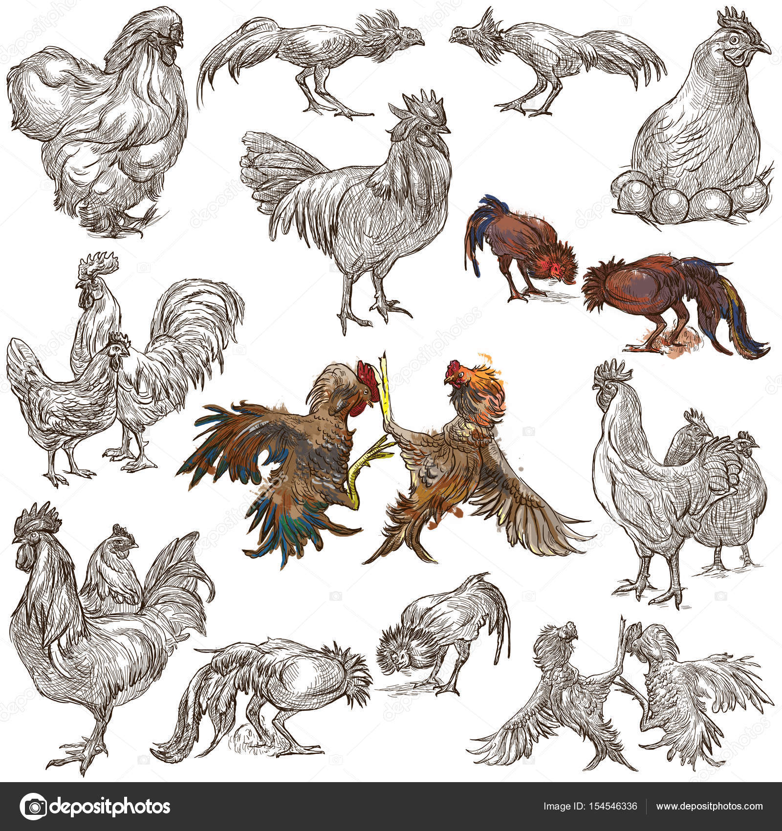 Poultry - An hand drawn full sized pack. Freehand sketching on w Stock ...