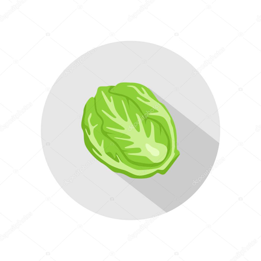Col o lechuga vector icono. ilustración de repollo o lechuga aislados ...
