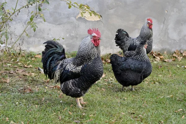 Ameraucana chickens Stock Photos, Royalty Free Ameraucana chickens ...