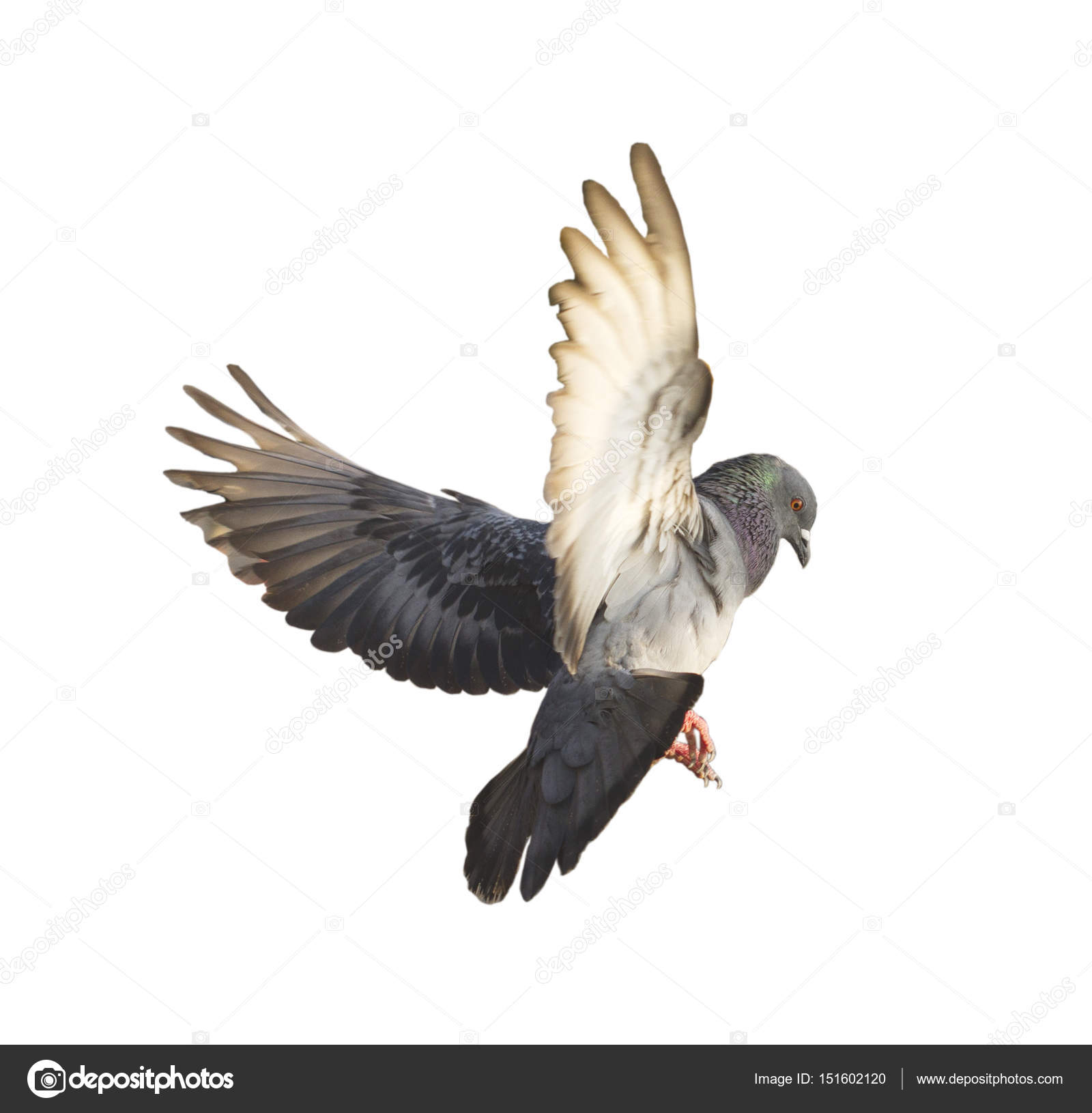 Flying Pigeon