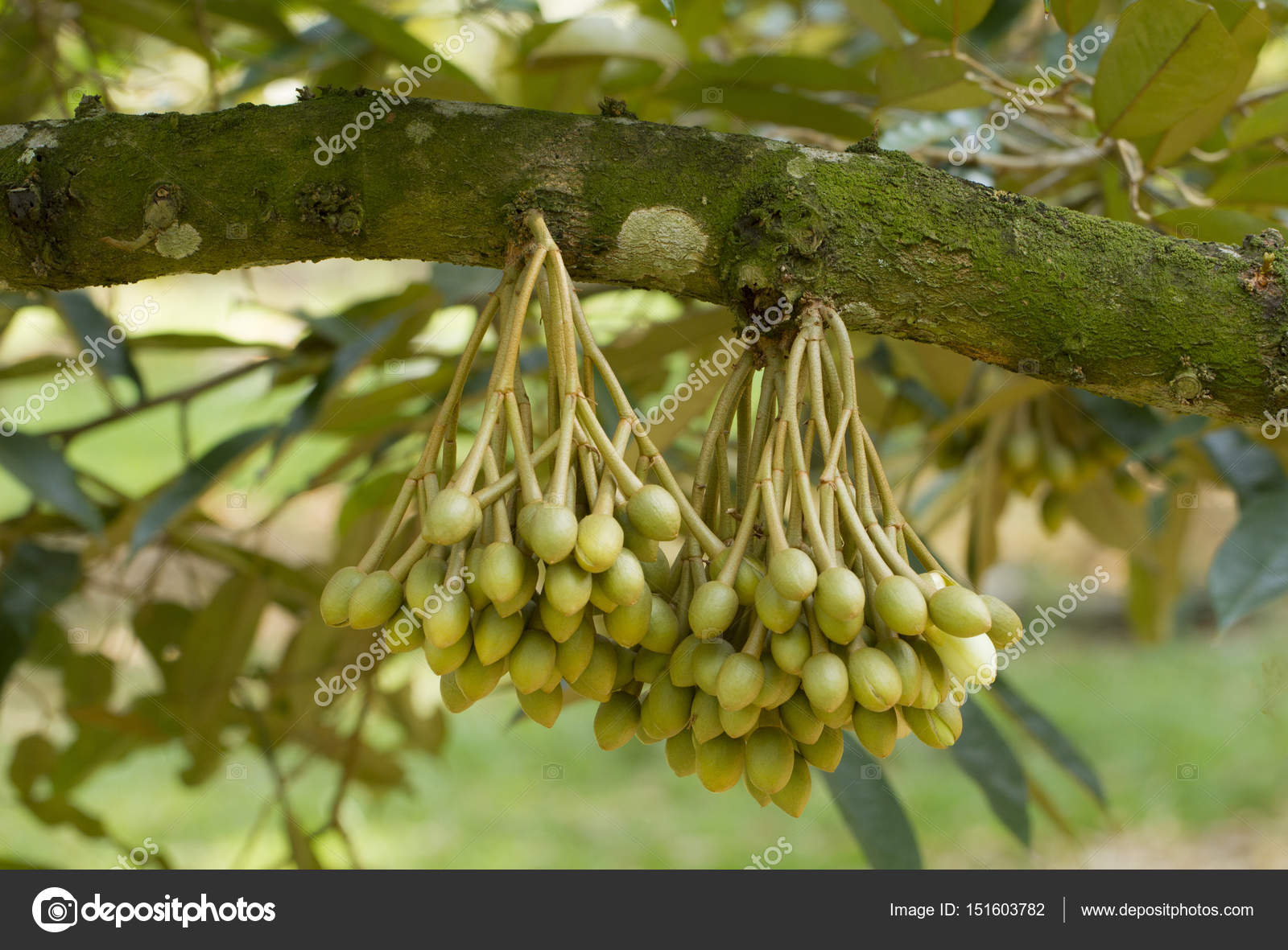 Durian flowers bud on durian tree — Stock Photo © drpnncpp #151603782