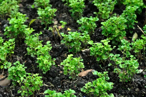 Small growth Images - Search Images on Everypixel