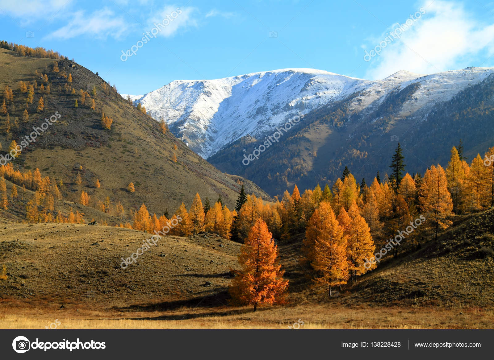 Yellow larches on a background of mountains — Stock Photo © OlVikA ...